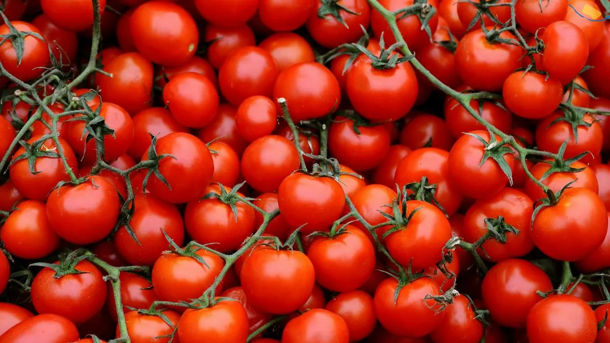 Delhi: Tomato Prices Skyrocket To Rs 75-80 Per Kg Across City After Heavy Rain In North India